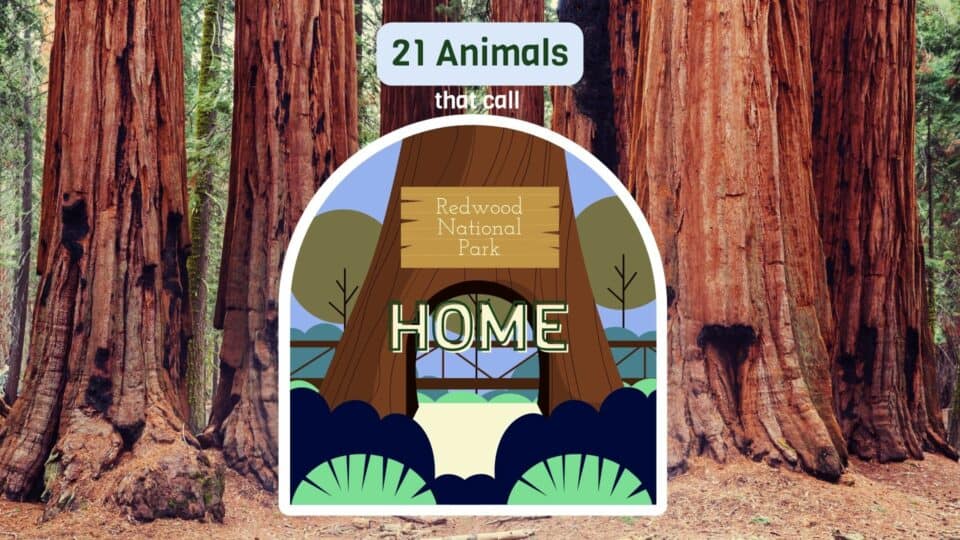 US Animal News - Animals Around The Globe
