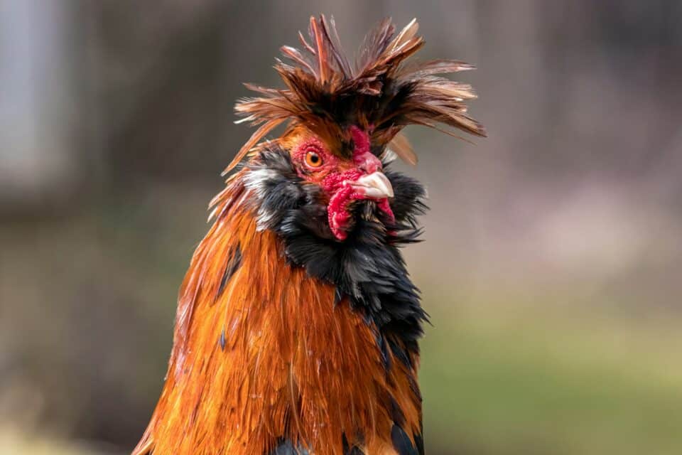 13 Signs Your Chicken Is Sick and What to Do - Animals Around The Globe
