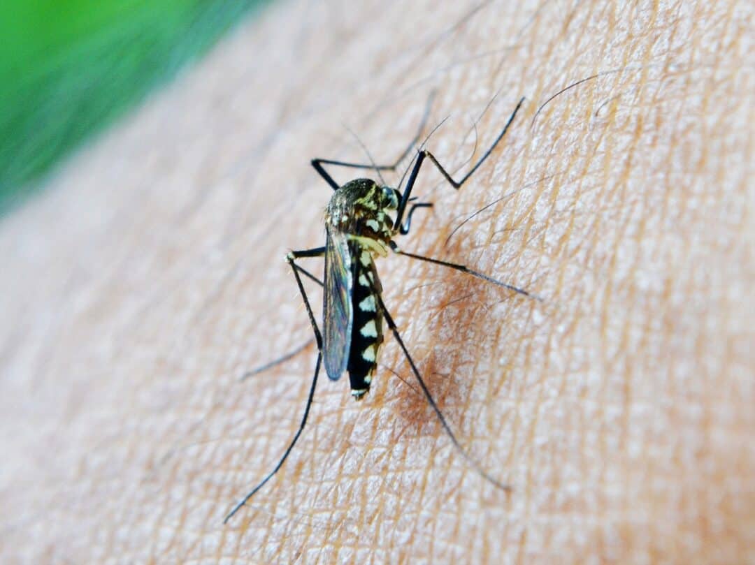 The World’s Most Dangerous Insect Kills Millions a Year