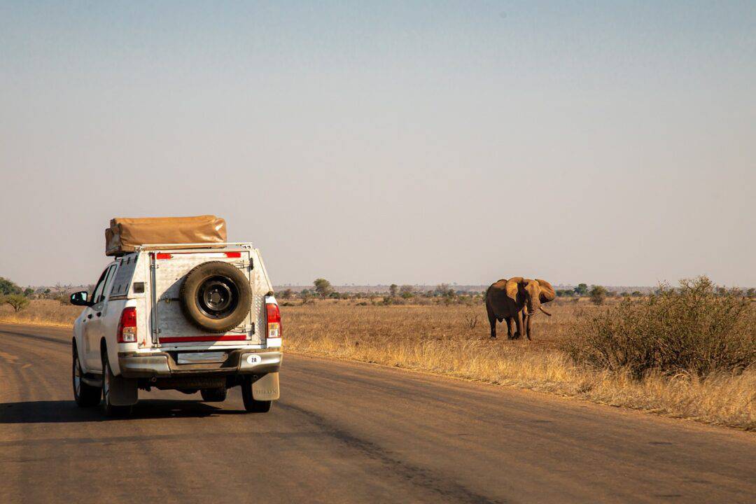 Minnesota Woman Killed During Safari in Zambia - Animals Around The Globe