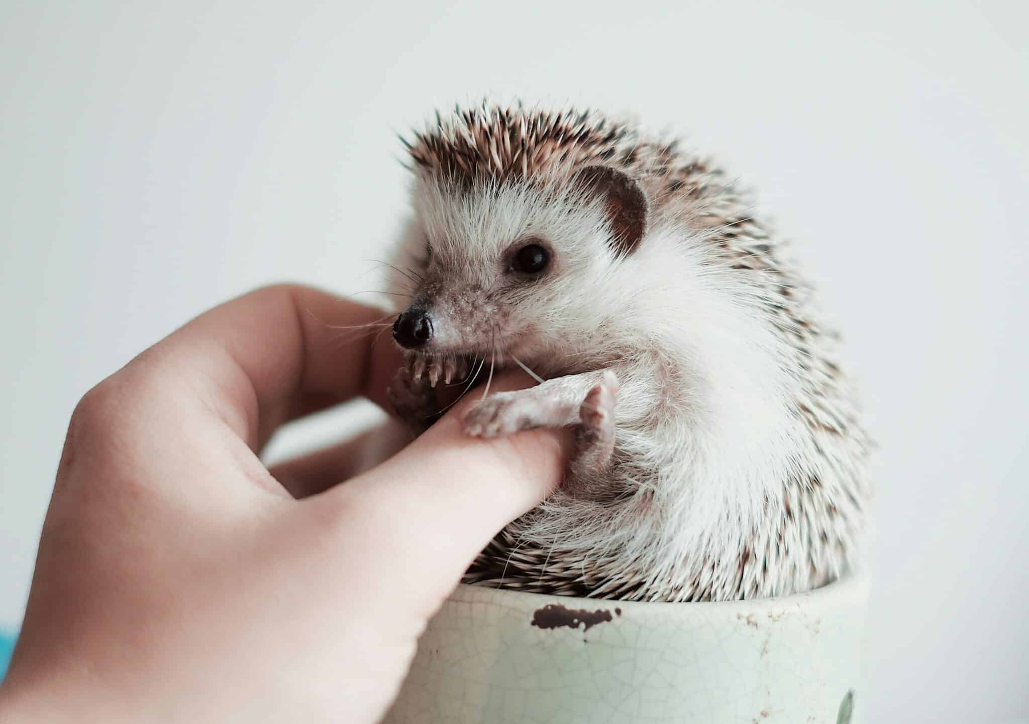 13 Fun Facts About Hedgehogs You Have Probably Never Heard - Animals ...