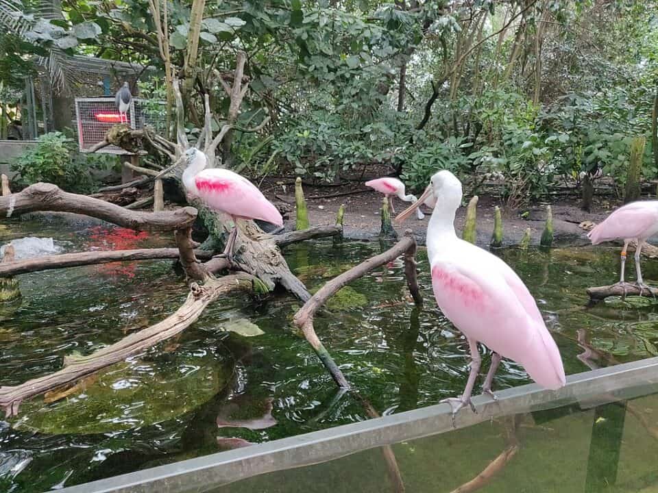Top 8 Animals and Wildlife in Florida - Animals Around The Globe