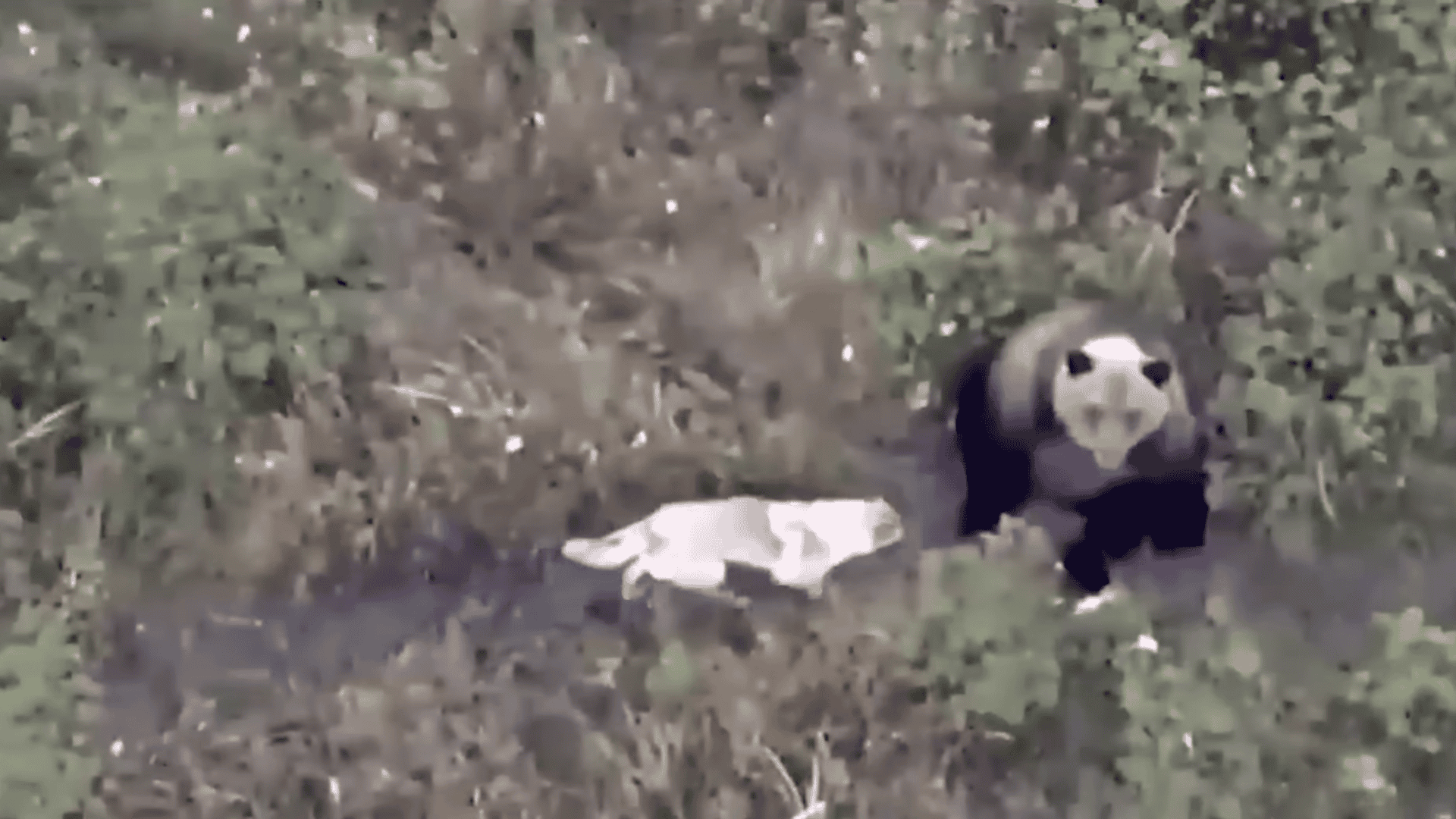 Husky Parents Use Drone To Find Him With Wild Bears - Animals Around ...