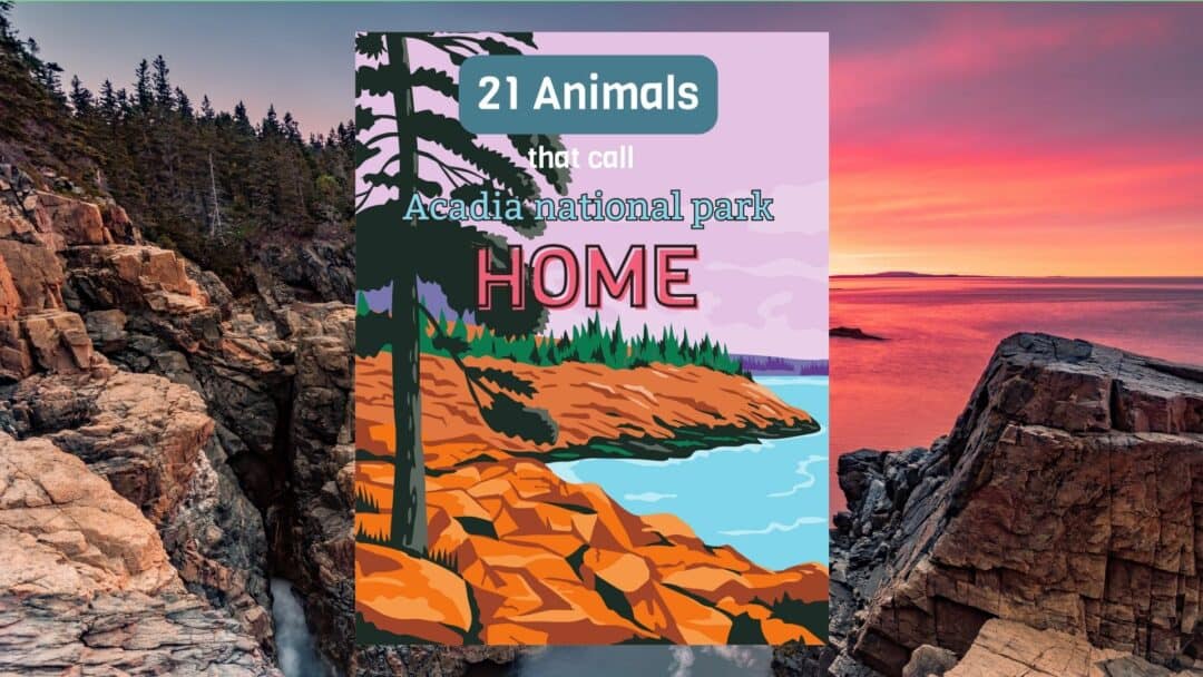 Breaking Animal News, Facts and Videos