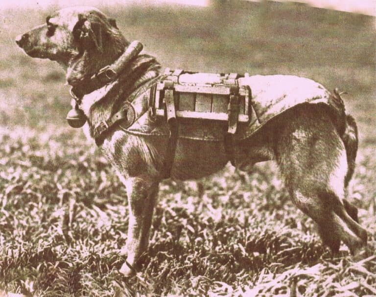 Watch: All About Elite Military Dogs - Animals Around The Globe