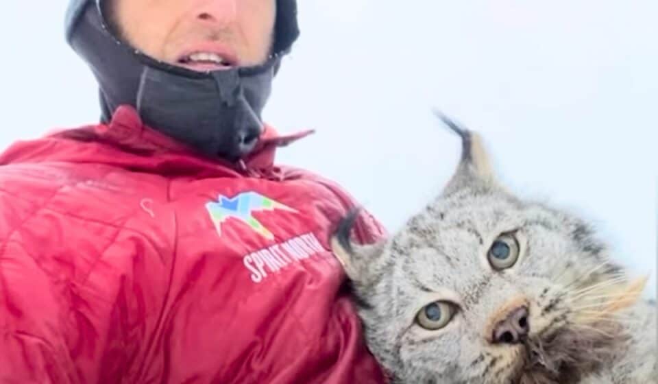 Farmer Lectures Wild Lynx in British Colombia - Animals Around The Globe