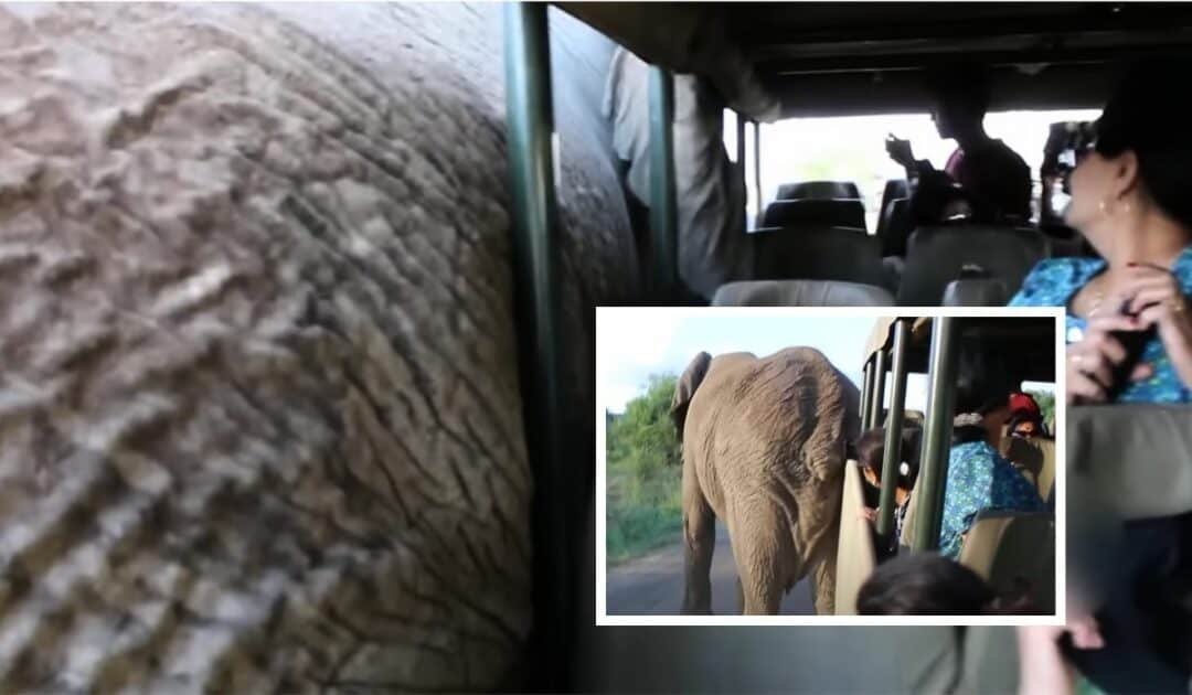 Massive Bull Elephant Almost Pushes Over Safari Jeep - Animals Around ...