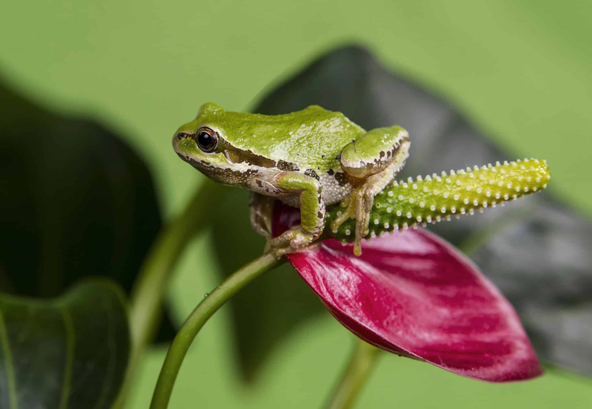 13 Wild Animals That Can Change Color Instantly - Animals Around The Globe