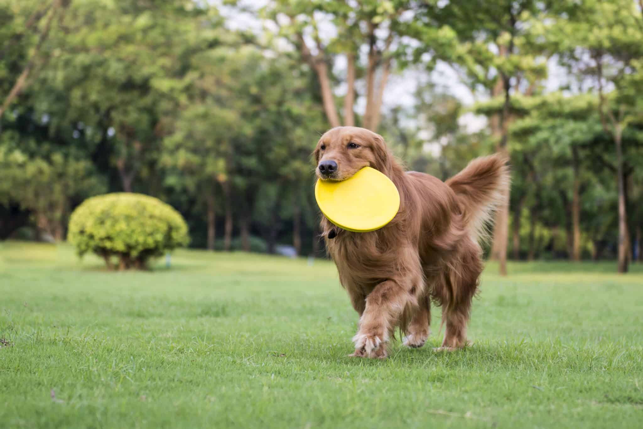10 Most Popular Pets Living in New York City - Animals Around The Globe