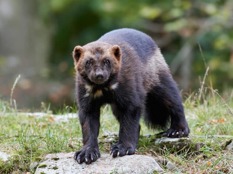 “One of the Rarest Sightings Ever”: Wolverine Spotted in Oregon During ...