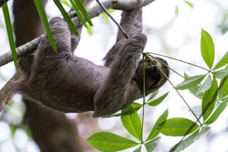 How the Three-Toed Sloth Defies Speed in the Animal Kingdom - Animals ...