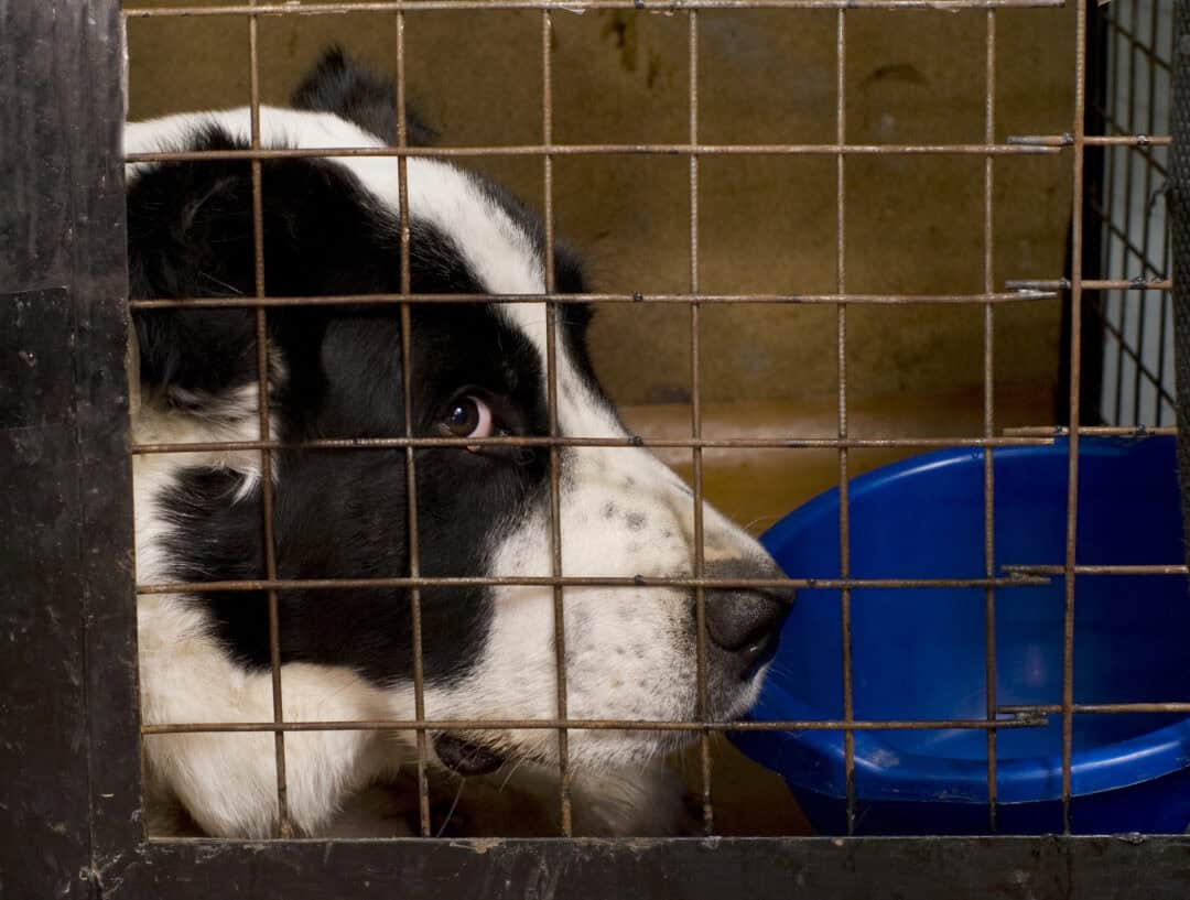 Dog's Amazing Healing Touch for PTSD Owner - Animals Around The Globe