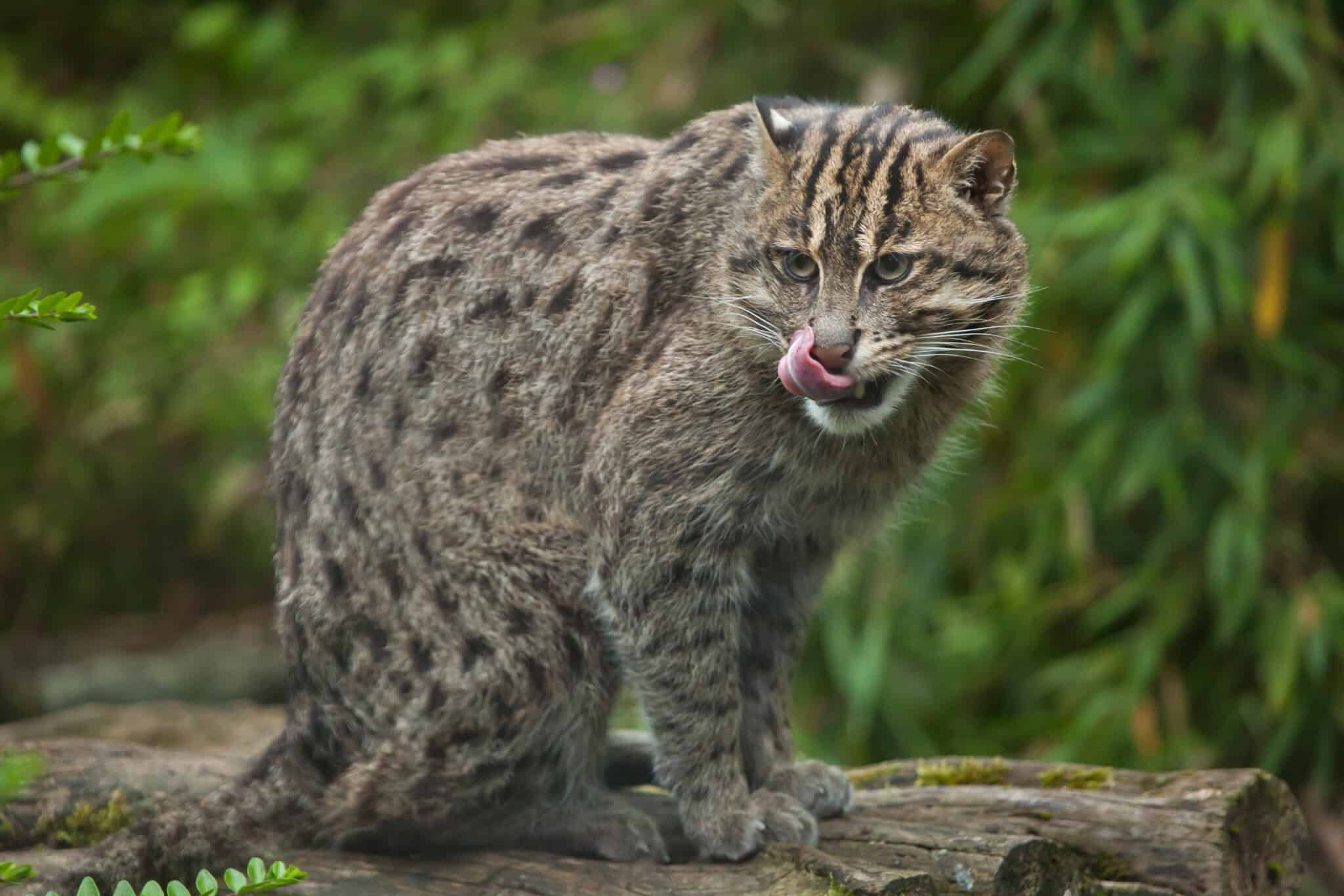 Over 700 Species Discovered in Cambodian Mangroves - Animals Around The ...