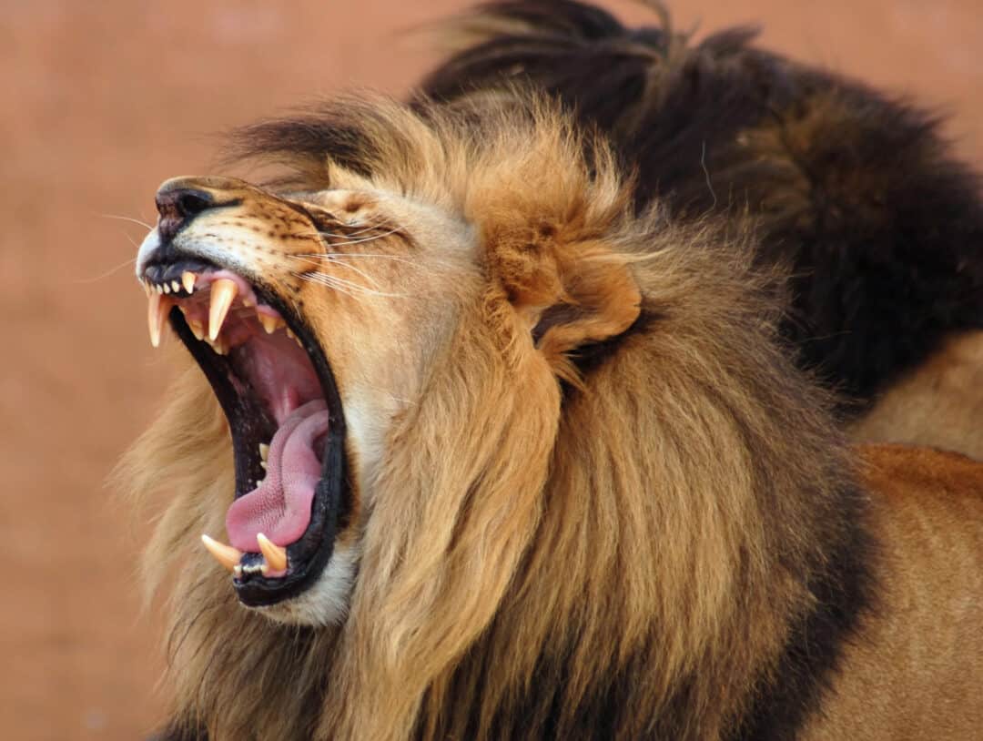 The Mighty Lion’s ROAR - Animals Around The Globe