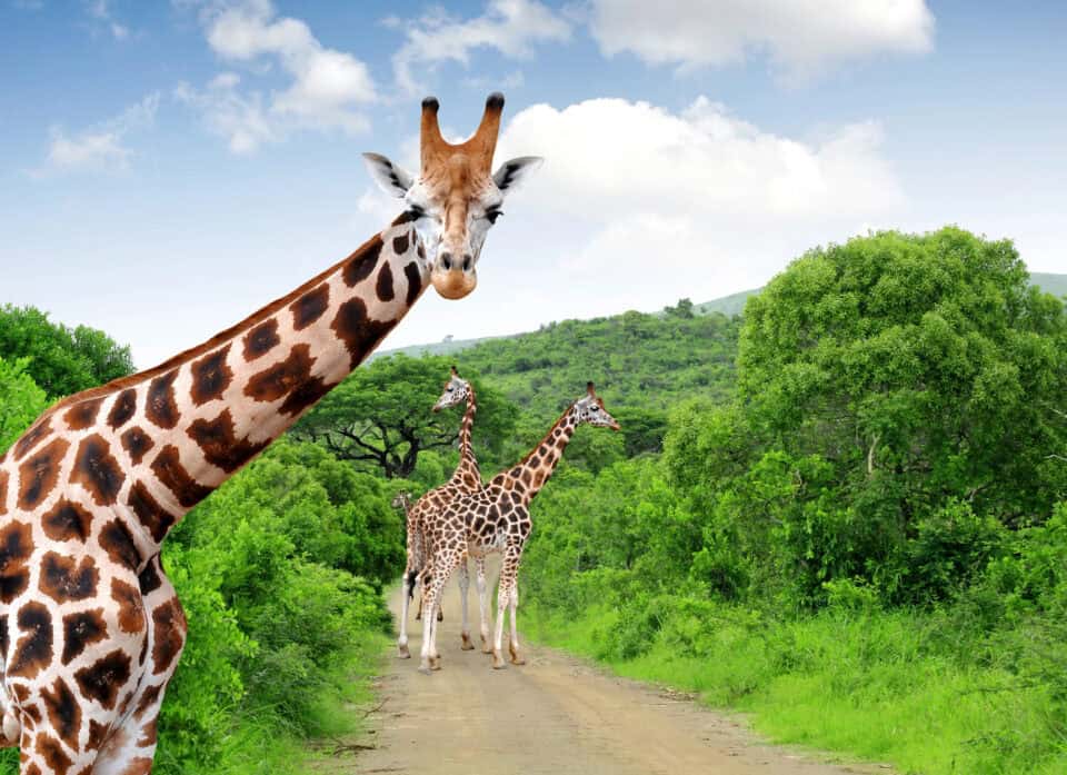 14 Fascinating Facts About Giraffes - Animals Around The Globe