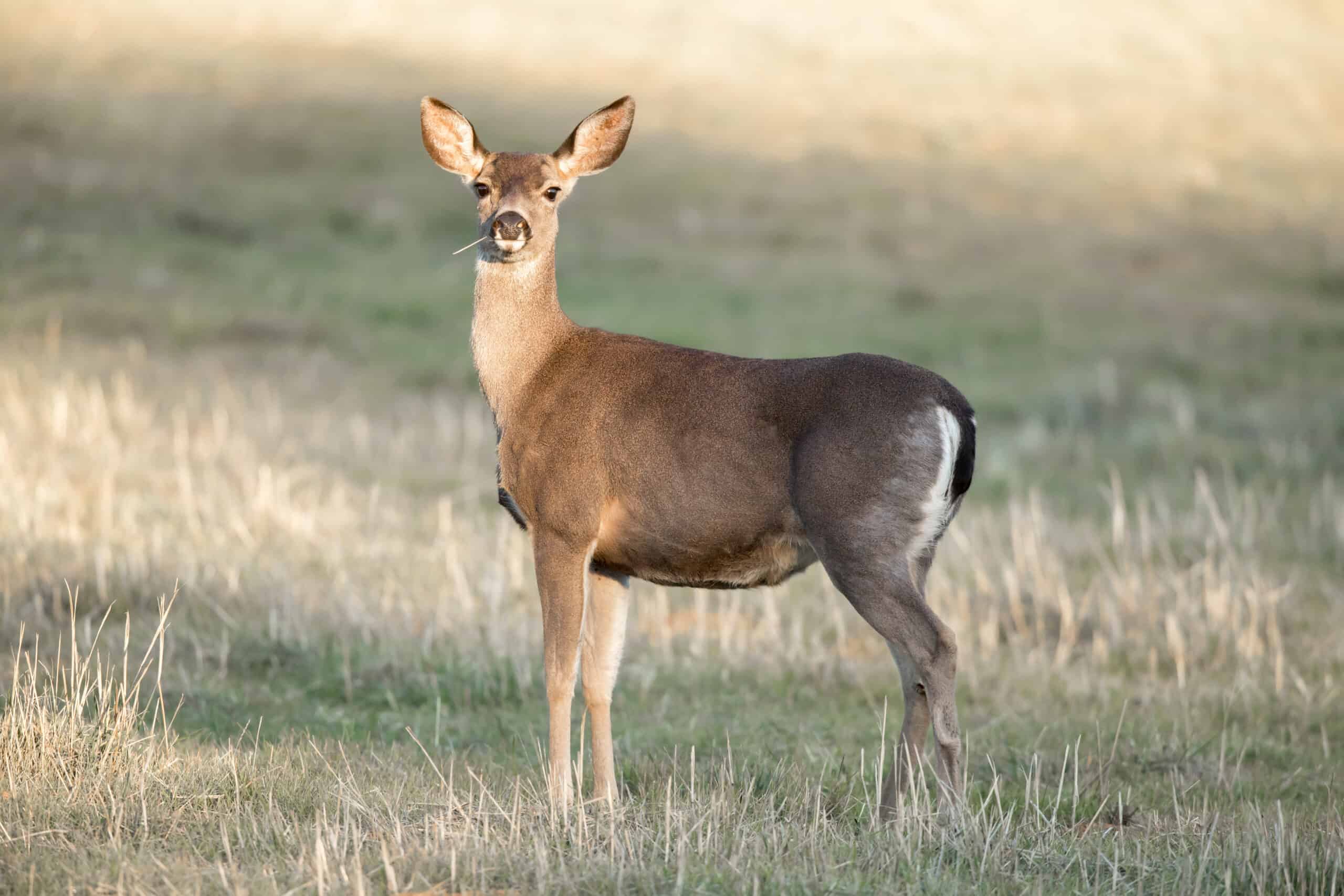 13 Cool Animals You Can See in Washington State - Animals Around The Globe