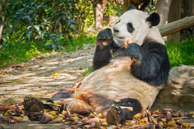 Why Pandas Were Once Nearly Extinct—and How China Saved Them - Animals ...