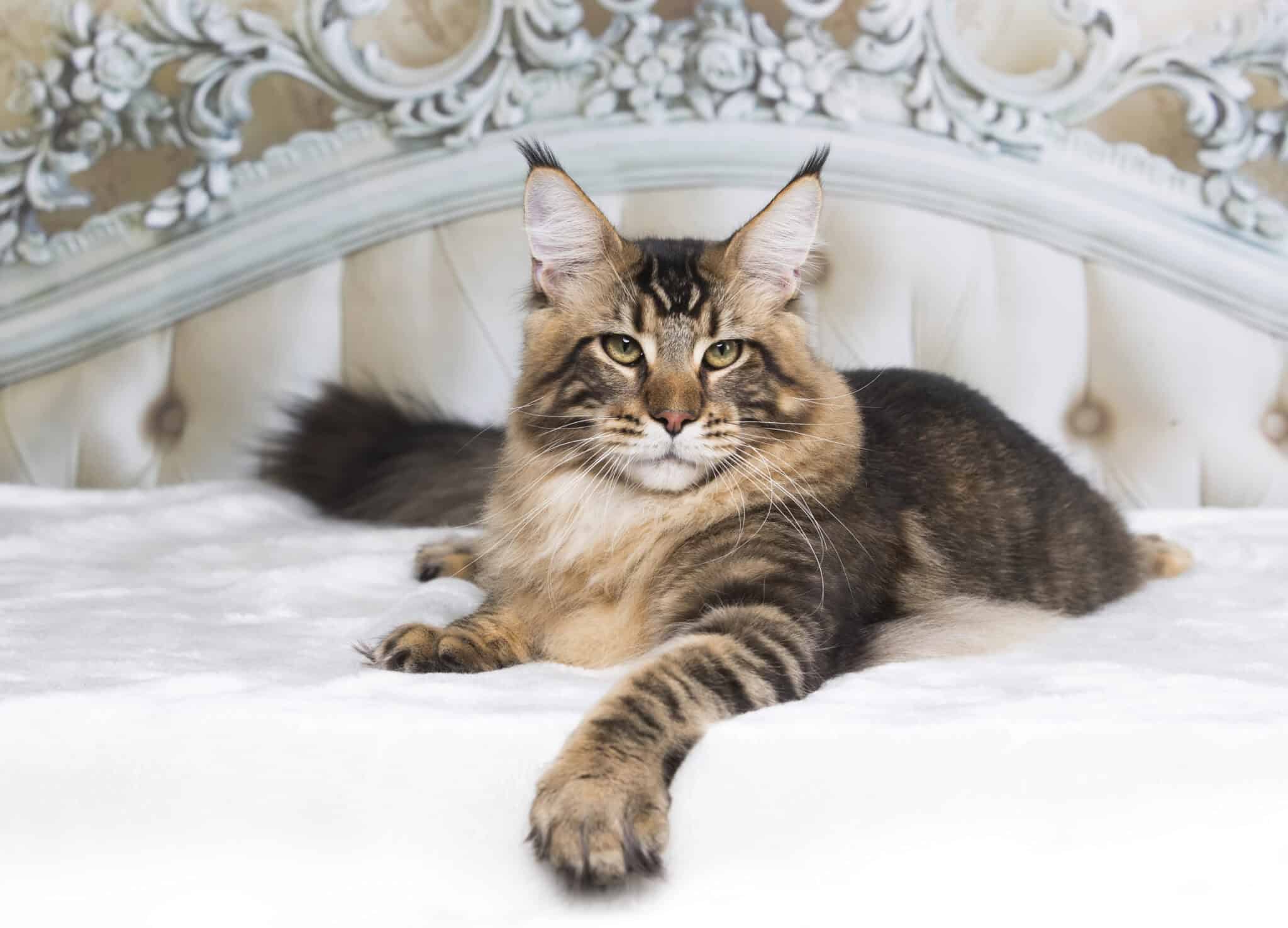 Maine Coon Cat Meets A Coyote Puppy - Animals Around The Globe