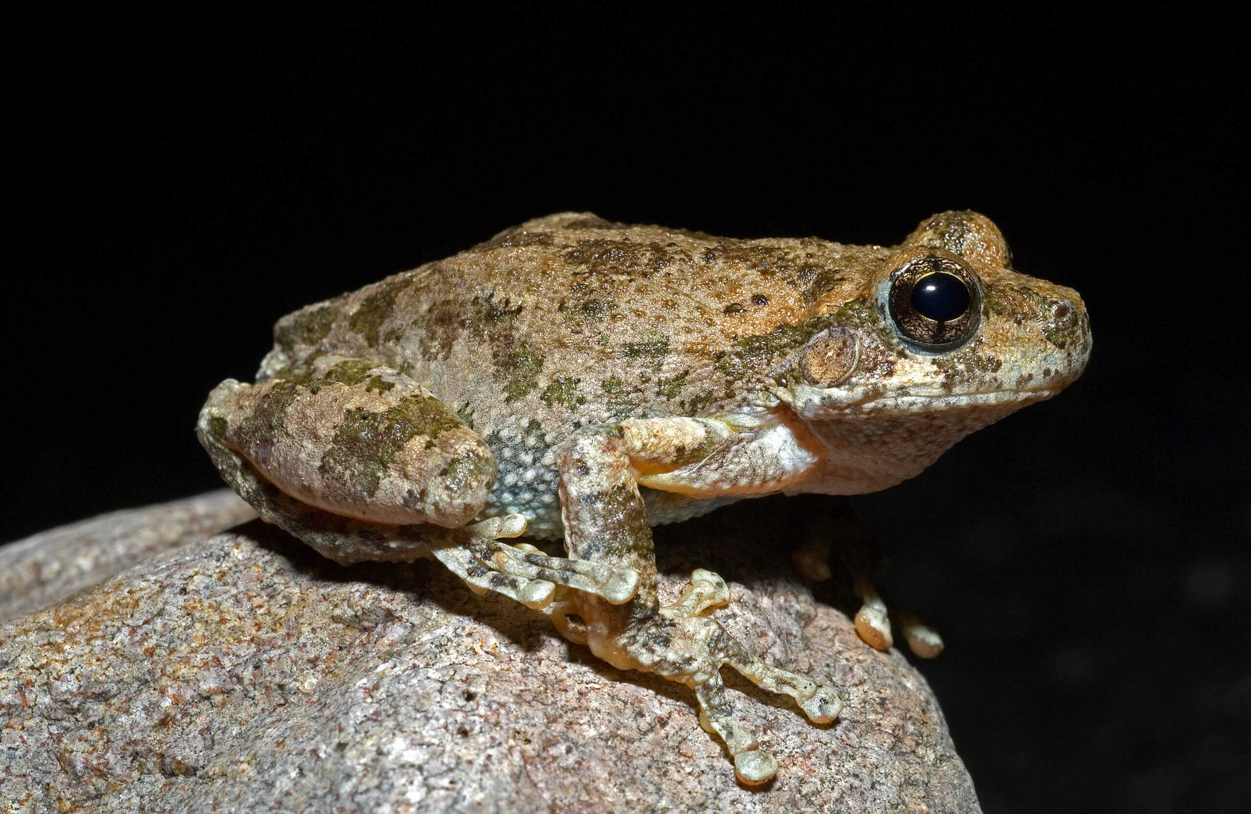 13 Beginner Friendly Amphibians That Make Great Pets - Animals Around ...