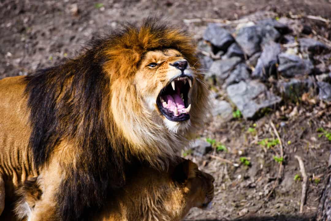 Witness the Roar of the World's Loudest Reptile - Animals Around The Globe