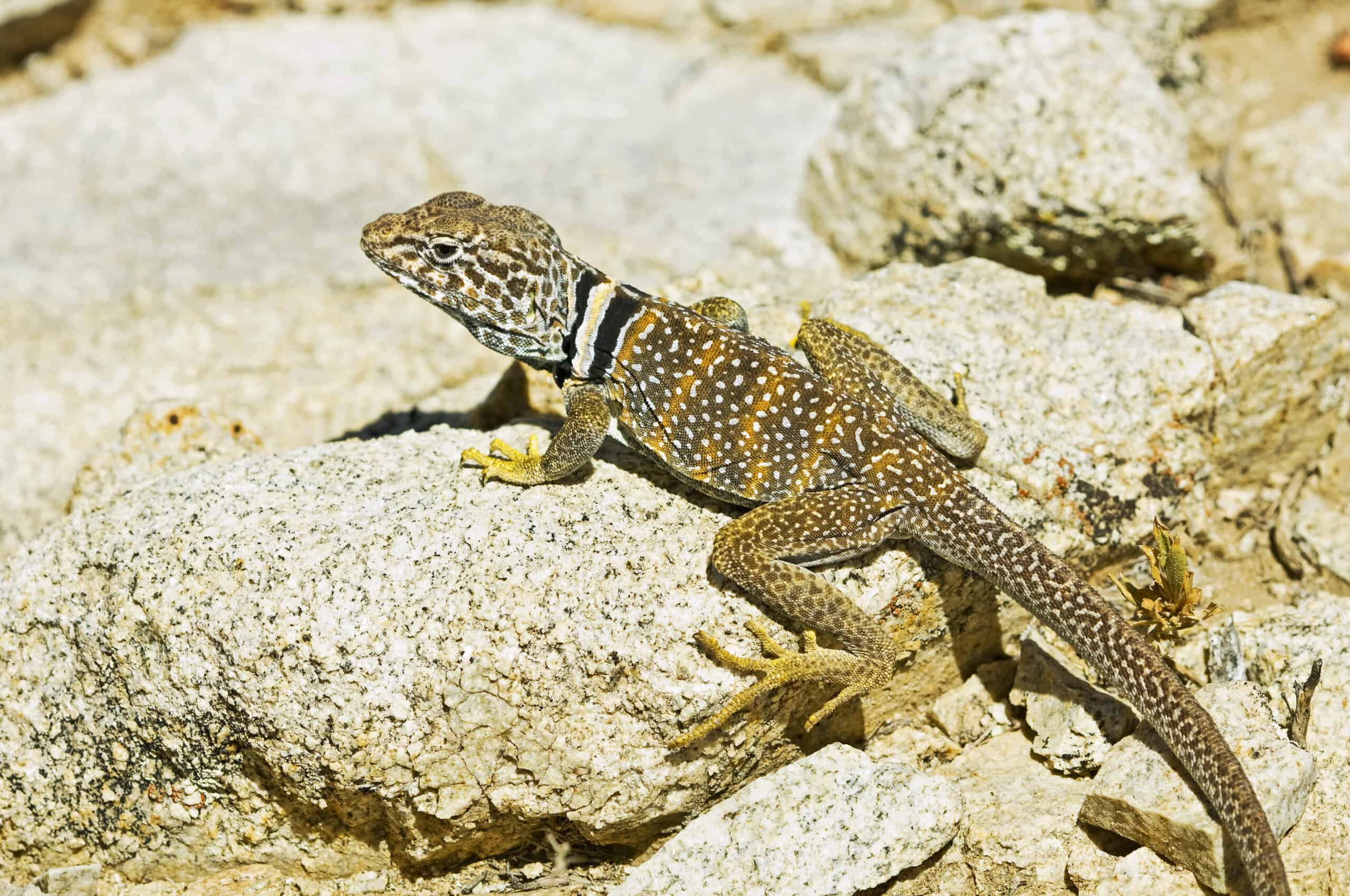 20 Animals That Call The Great Sand Dunes National Park Home - Animals ...