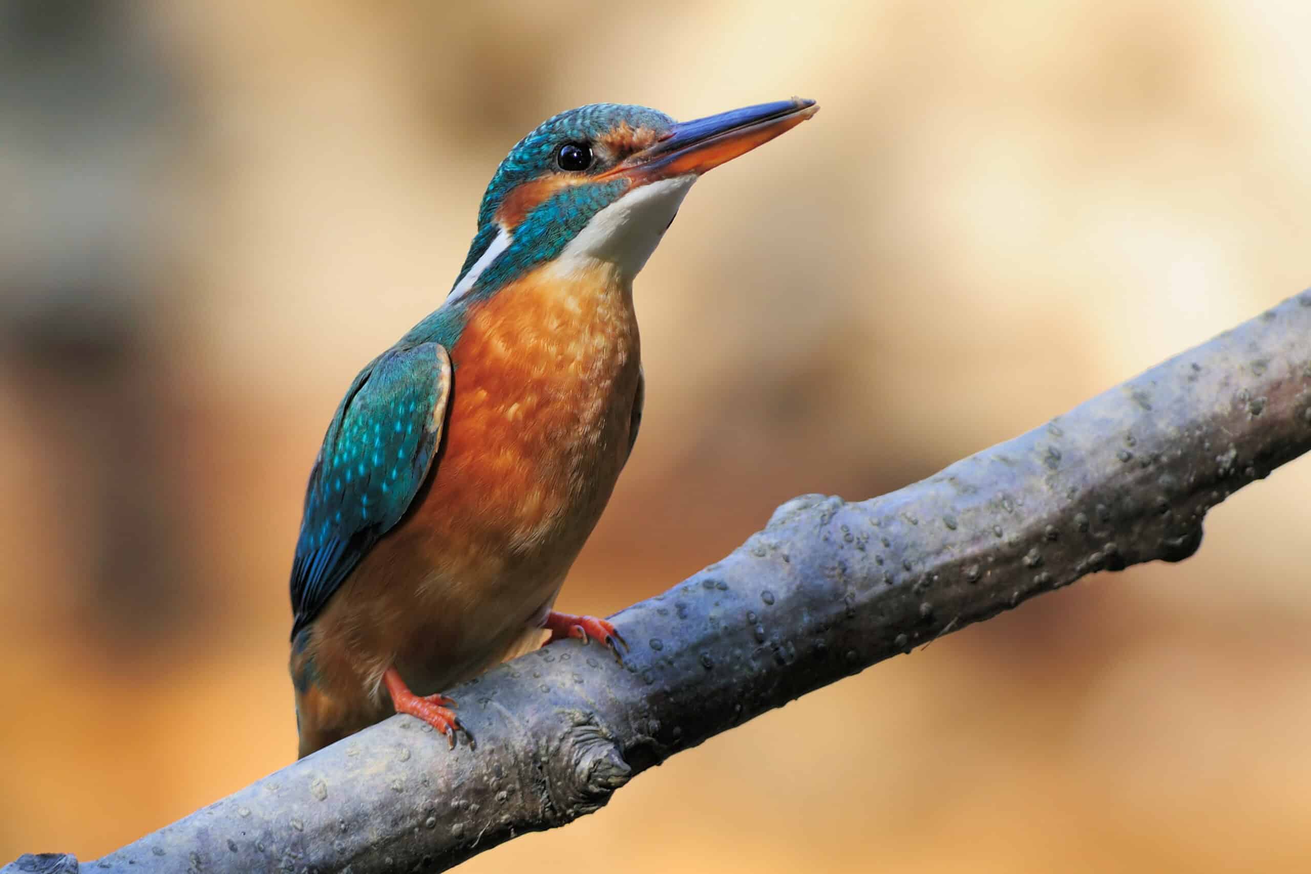 Over 700 Species Discovered in Cambodian Mangroves - Animals Around The ...