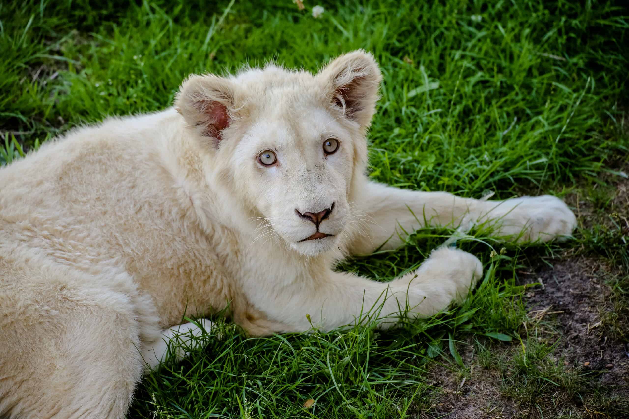 Rare White Lion Cub Spotted In The Wild - Animals Around The Globe