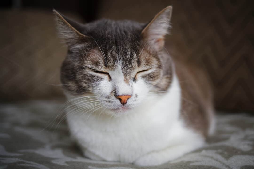 Cats - Breeds, Types and Facts