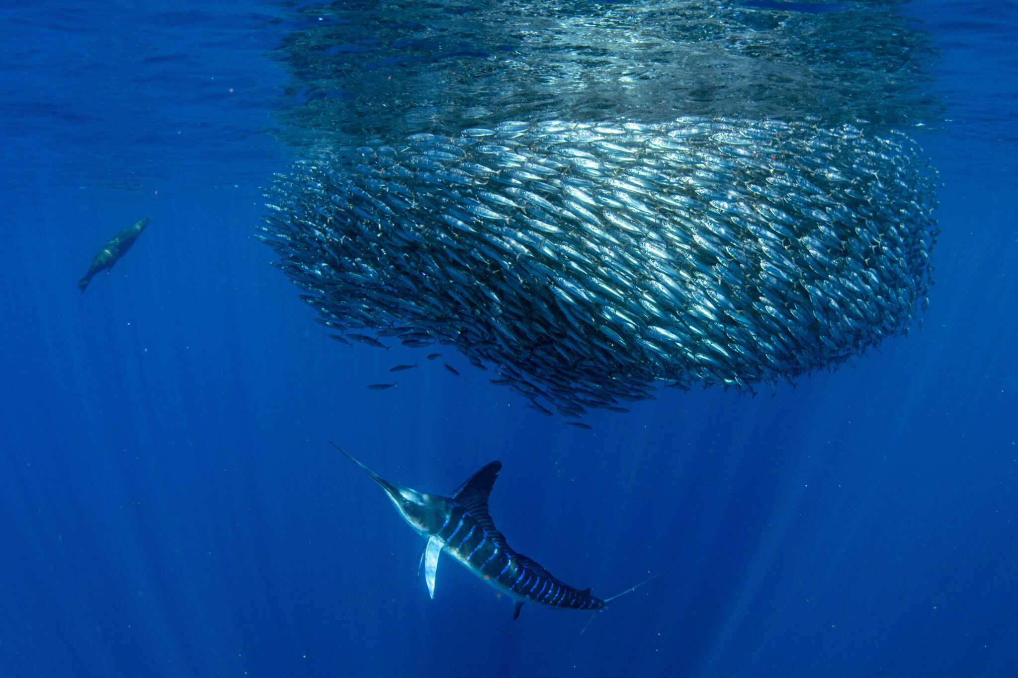 15 Strange Animal Behaviors Scientists Cannot Fully Explain - Animals ...