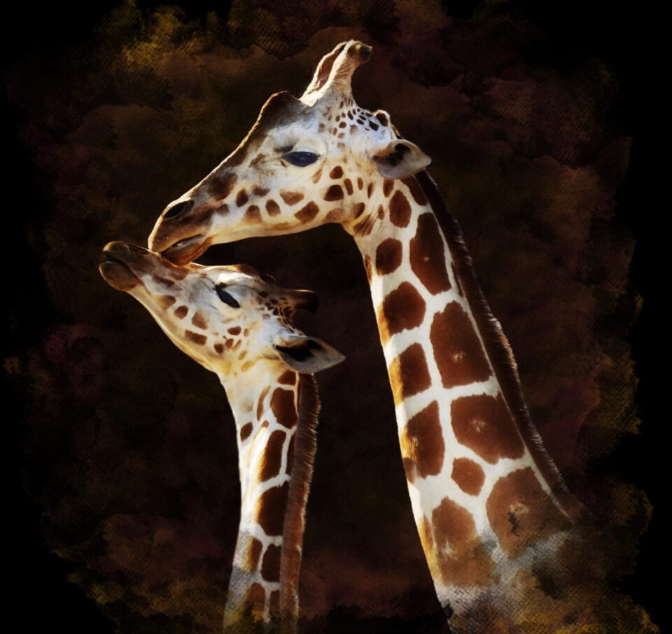 The Beautiful Moment When a Baby Giraffe Takes its First Steps at Masai ...