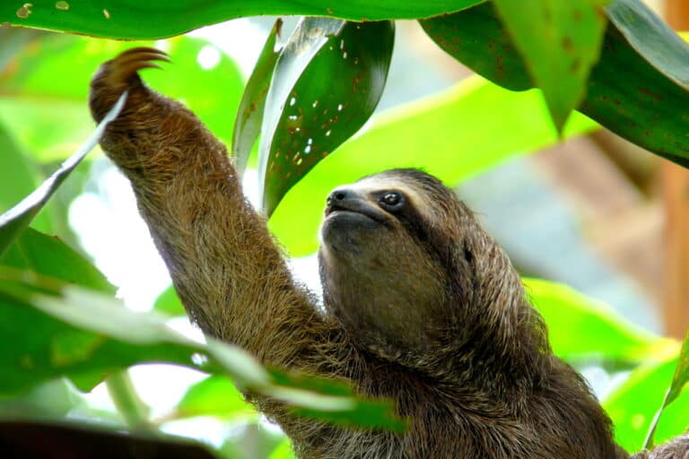 13 Weird but True Sloth Survival Adaptations - Animals Around The Globe