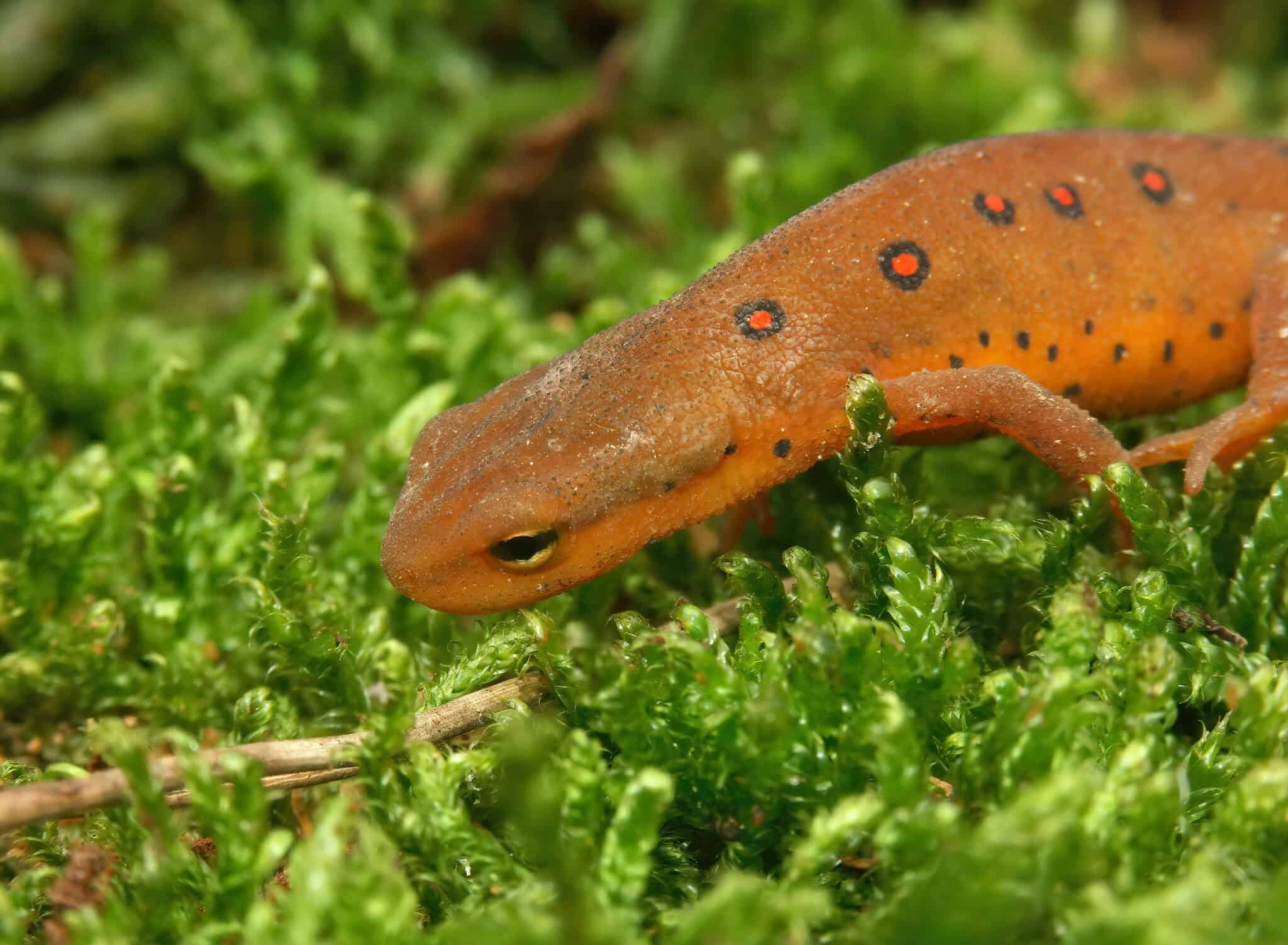 13 Amphibians That Can Regrow Lost Limbs - Animals Around The Globe