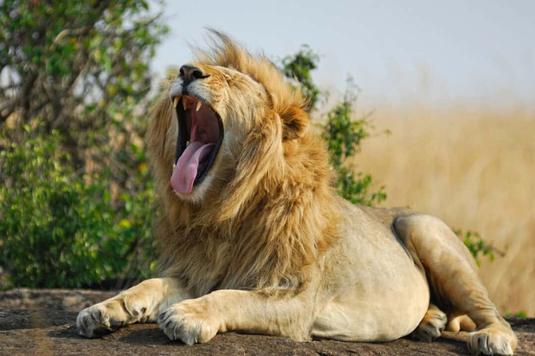 The Mighty Lion’s ROAR - Animals Around The Globe