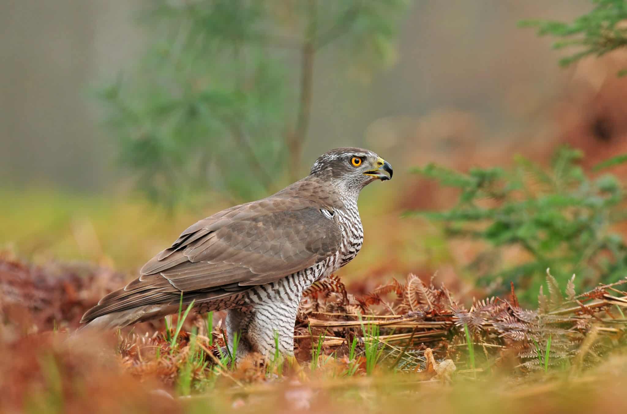 Animals That Call Mount Rainier National Park Home - Animals Around The ...
