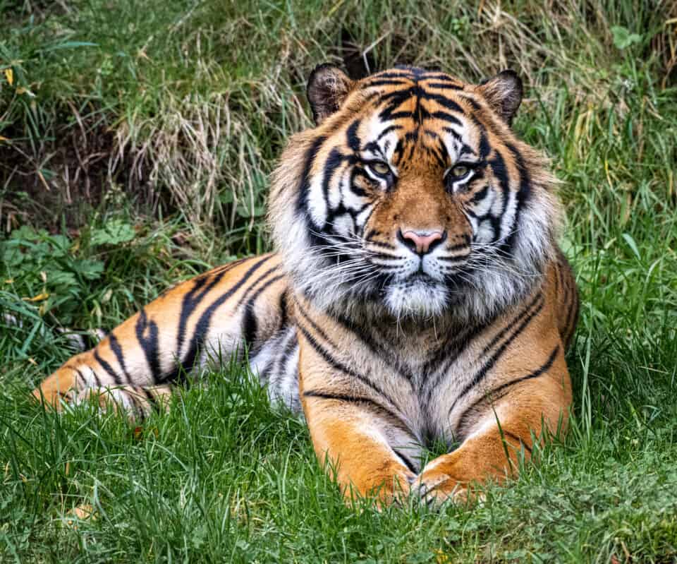 Saving Sumatra’s Endangered Sunda Tiger - Animals Around The Globe