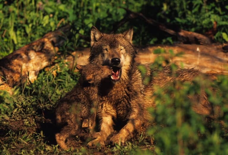 What Scientists Learned from a 40-Year Study of Wild Wolves