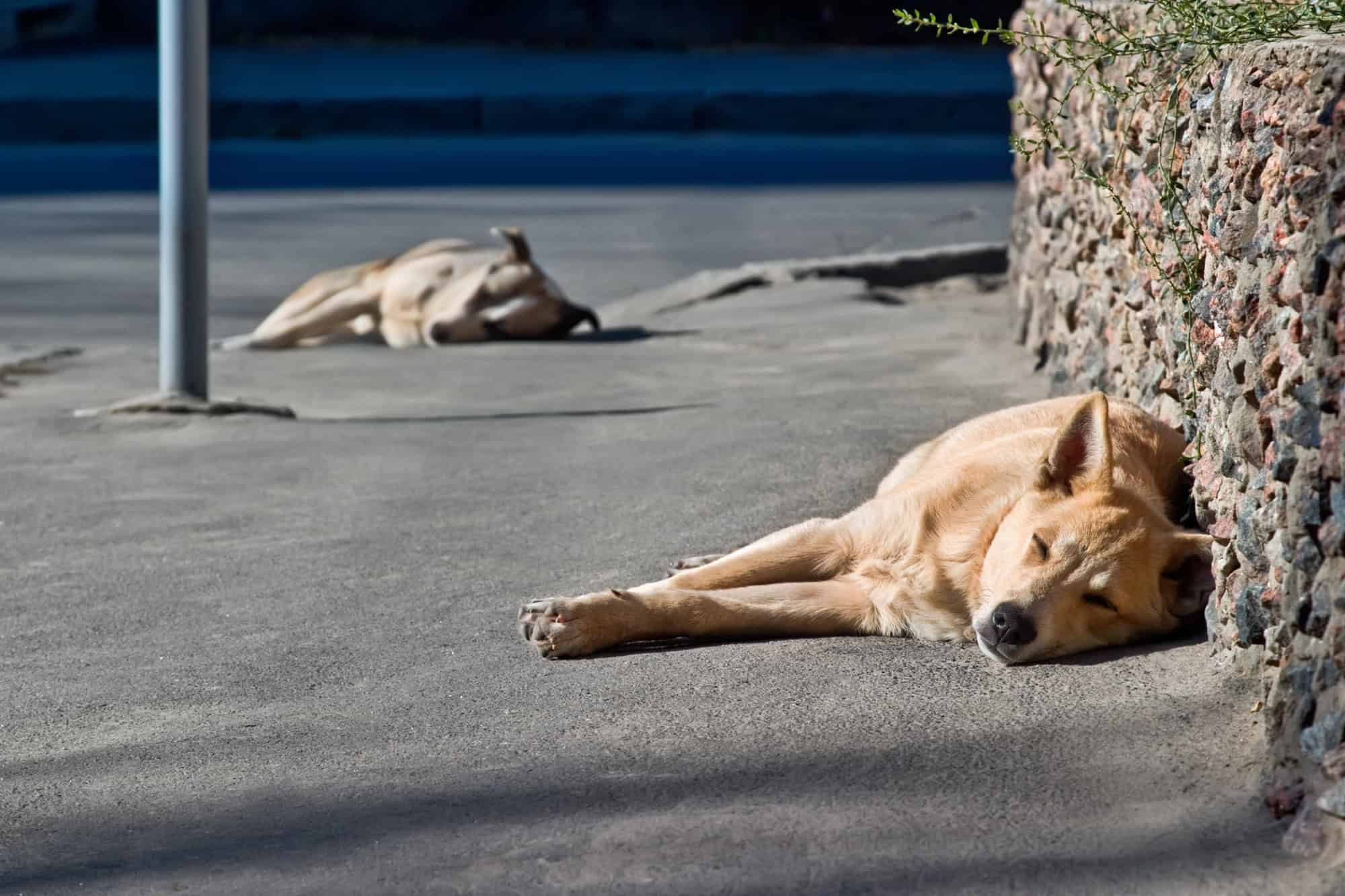 Man’s Life Mission Helps Hundreds of Street Dogs in Thailand - Animals ...