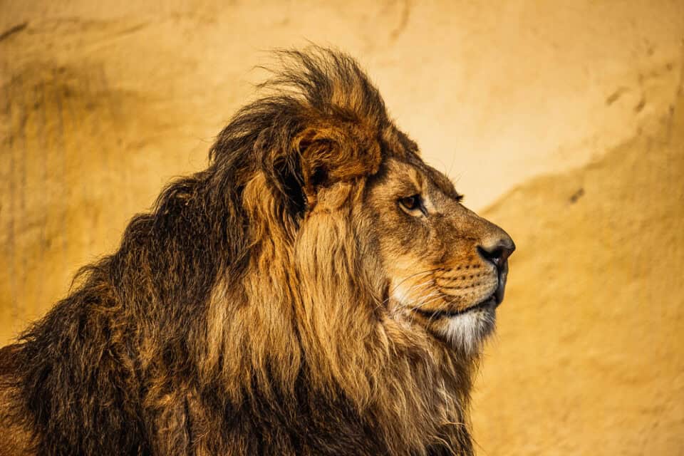 Desperate Three-Legged Lion Swims Record-breaking Distance Through ...