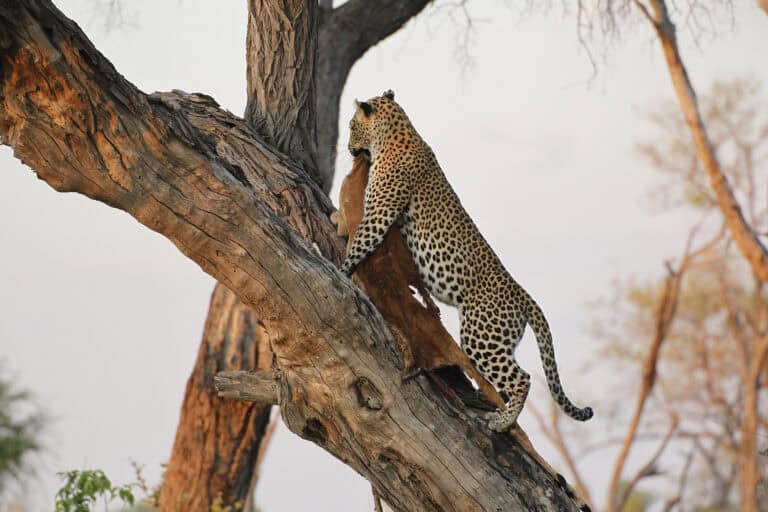 The Brave Leopard's Extraordinary Climbing Abilities - Animals Around ...