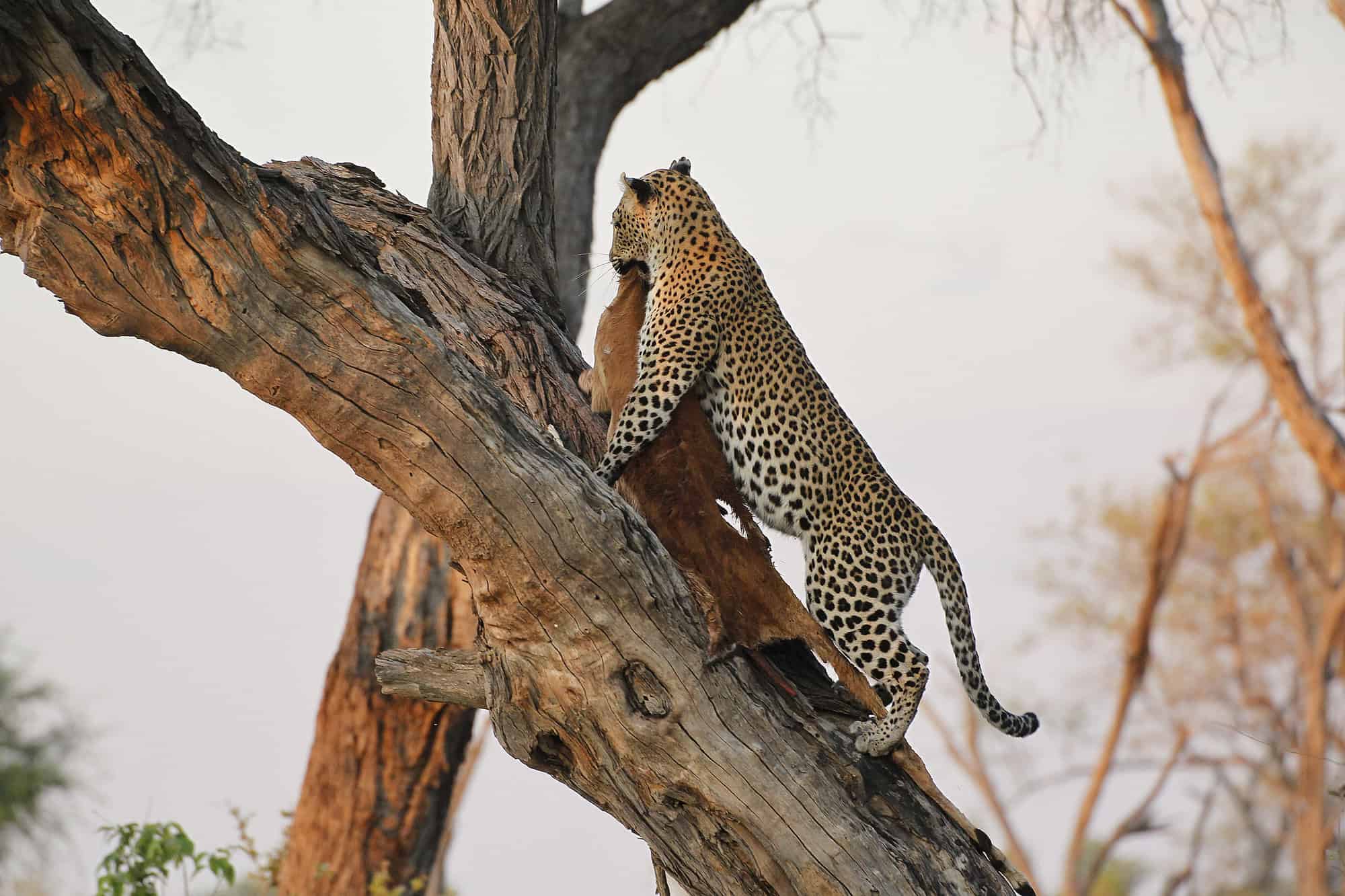 The Brave Leopard's Extraordinary Climbing Abilities - Animals Around ...