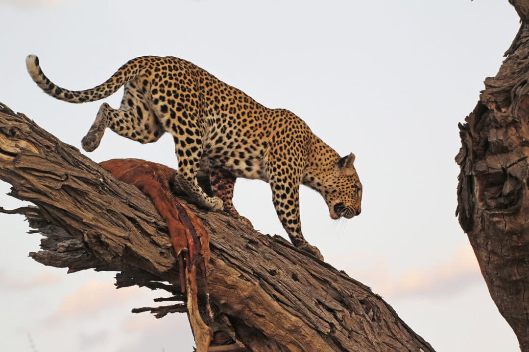 The Brave Leopard's Extraordinary Climbing Abilities - Animals Around ...