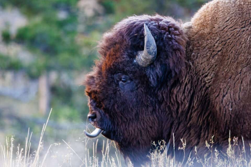 The Great American Bison: A Remarkable Comeback - Animals Around The Globe