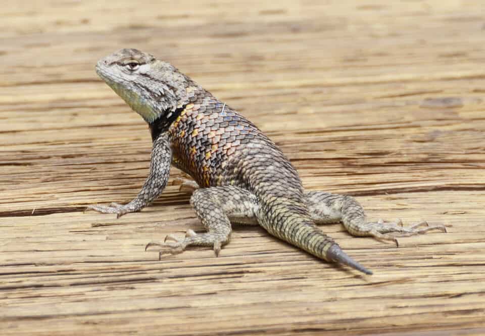 15 Lizards With Built In Superpowers - Animals Around The Globe