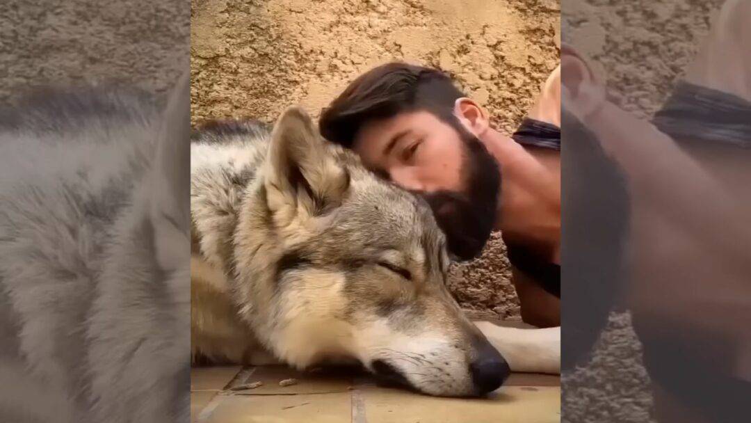 Man Rescues Abandon Puppy in the Snow - Turns out to be a Wolf ...