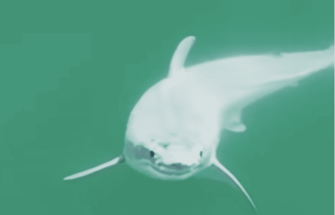 12 Reasons Why Orcas Are More Dangerous Than Great White Sharks ...