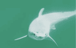 Rare Footage Shows A Great White Shark Pup - Animals Around The Globe