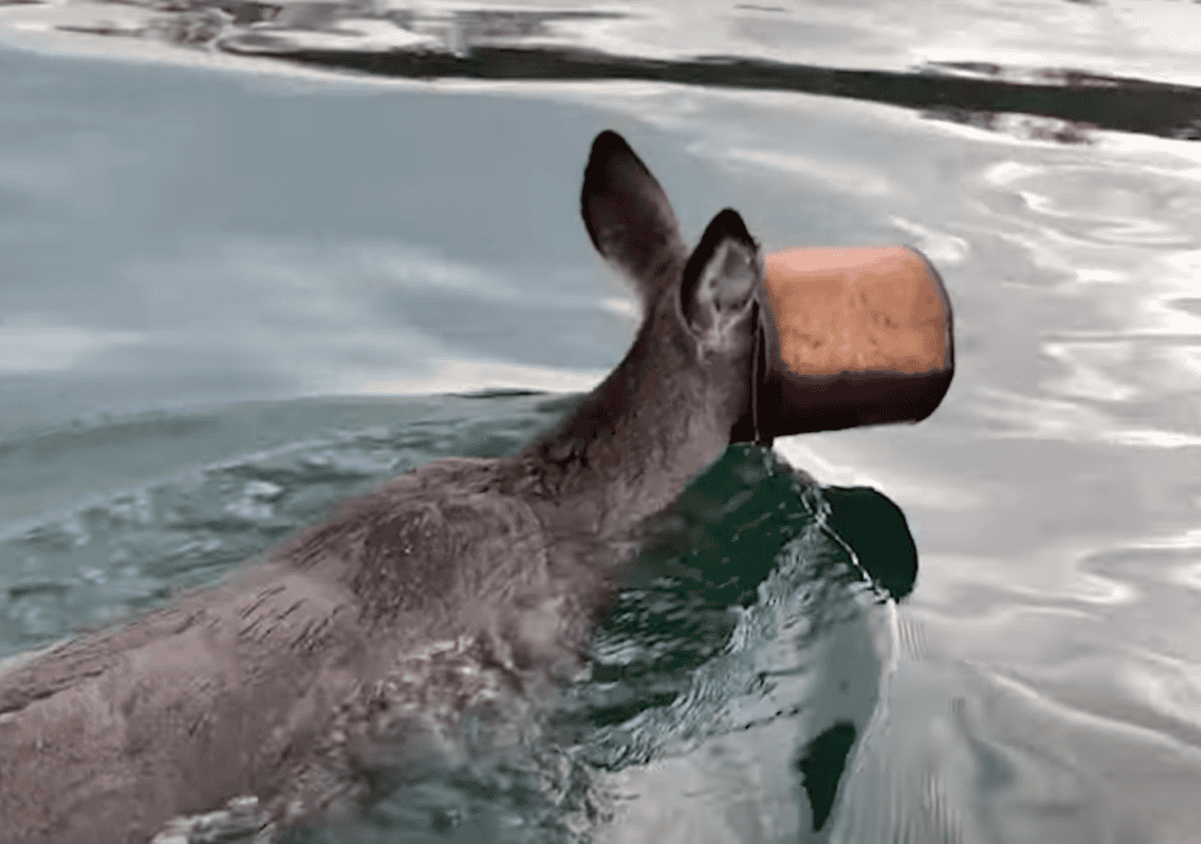 Watch Guy Jump Into Ice Water To Save Deer With Bucket Stuck On Head ...