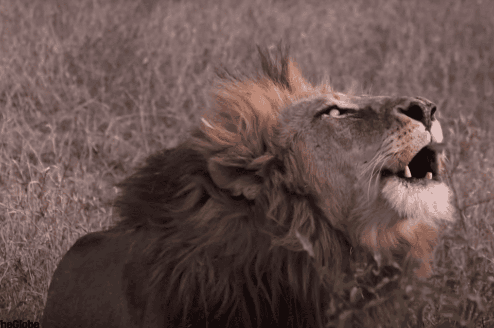 The Mighty Lion’s ROAR - Animals Around The Globe