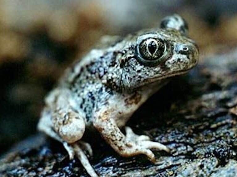 Why Certain Frogs Literally Bury Themselves Alive - Animals Around The ...