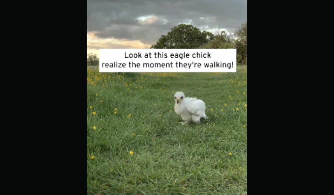 Bald Eagle Chick Takes His First Steps🦅 - Animals Around The Globe